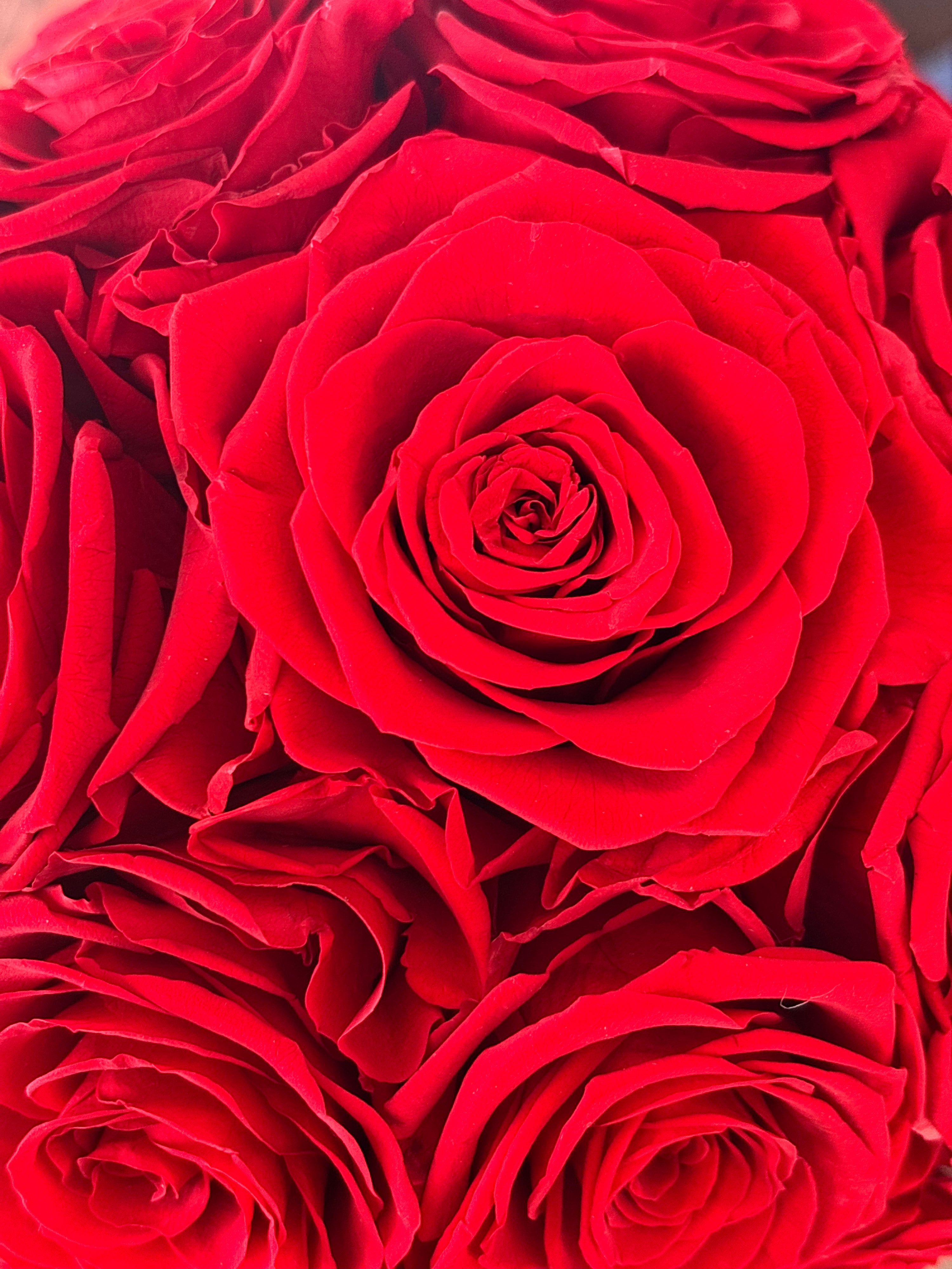 Forever Roses – T'ika Blooms